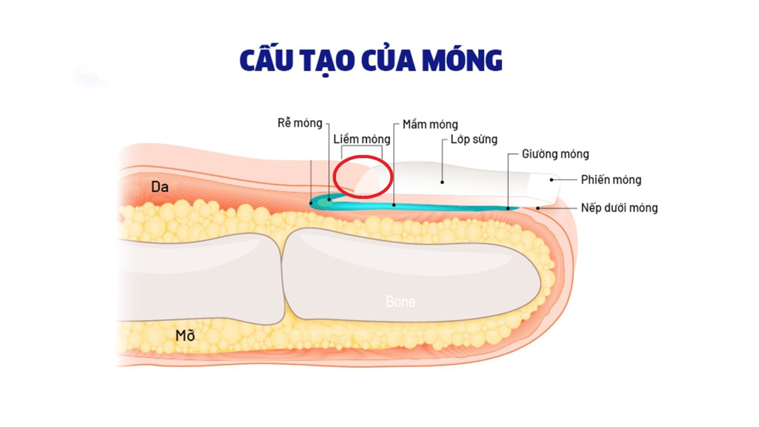 #1 Cấu tạo móng tay người được làm từ chất liệu gì