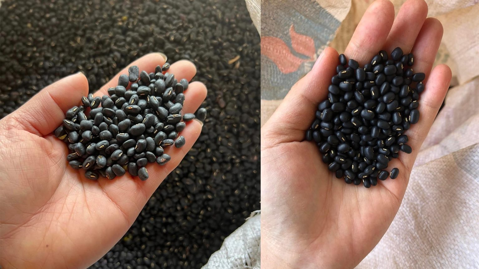 #1 Hướng dẫn cách làm bột đậu đen xanh lòng nguyên chất ở nhà