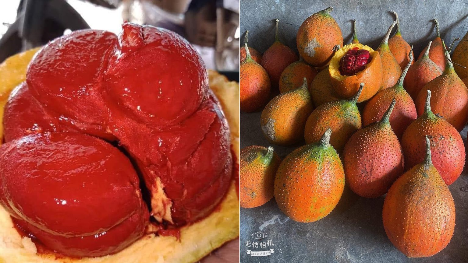 #1 Thành phần dinh dưỡng của quả gấc? Cách uống dầu gấc hiệu quả